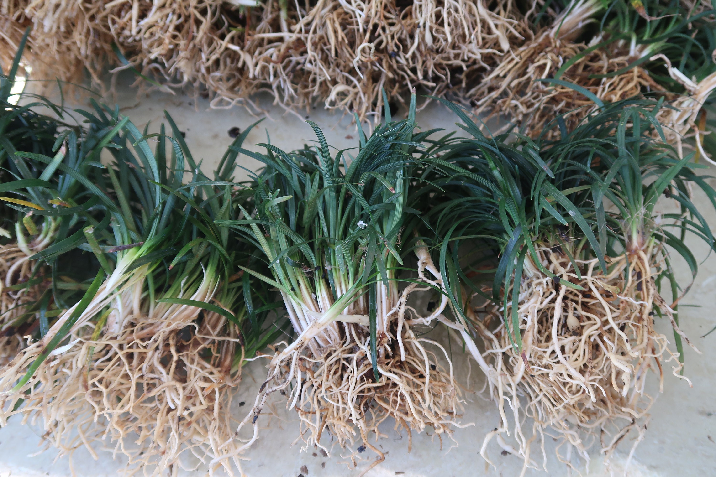 Dwarf Mondo Grass 10 Lbs. Package, Clumps Bare Root. Evergreen, Ground ...