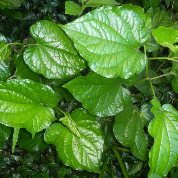 Betel Leaf Plant - Etsy