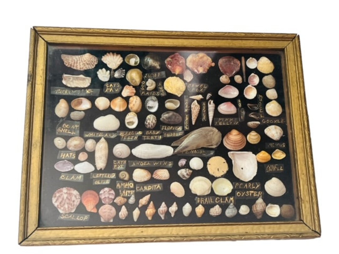 Seashell Collection Mixed Lot Sea Shell Clams Framed Mussels Cats Paw ...