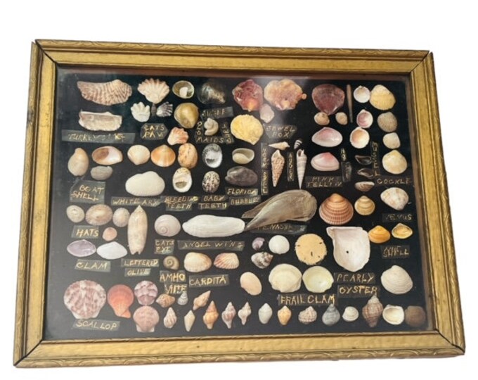 Seashell Collection Mixed Lot Sea Shell Clams Framed Mussels Cats Paw ...