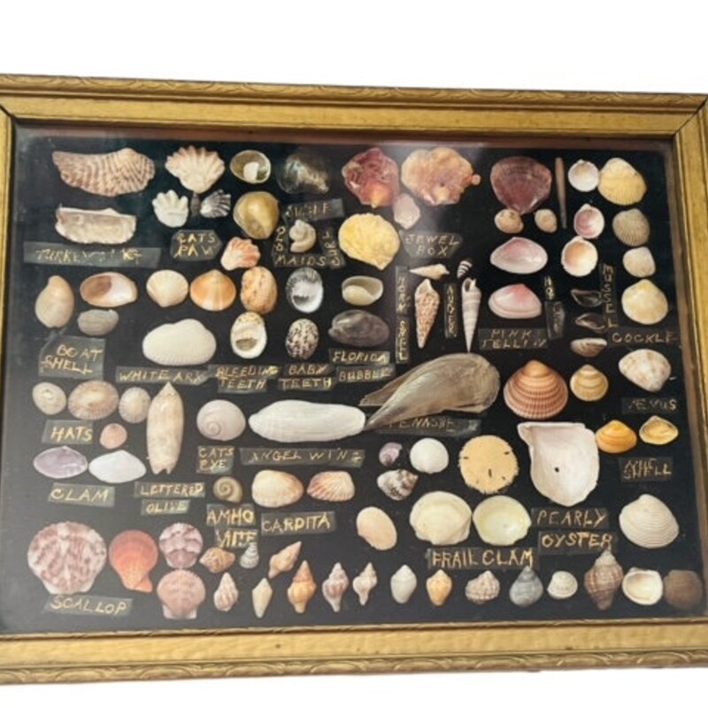 Rare Sea Shells - Etsy