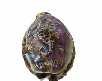Hawaii Seashell - Etsy