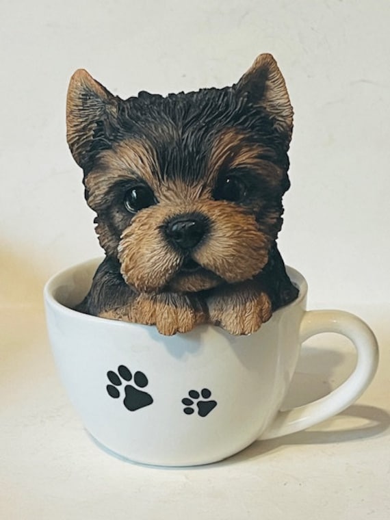 Yorkie Terrier Teetasse Adorable Yorkshire Terrier Micro