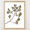 Huckleberry Botanical Print, Huckleberry Wall Art Print, Fruit Art ...