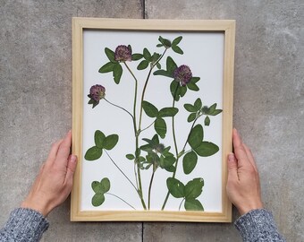 Pressed Red Clover Botanical Print Vermont State Flower | Etsy