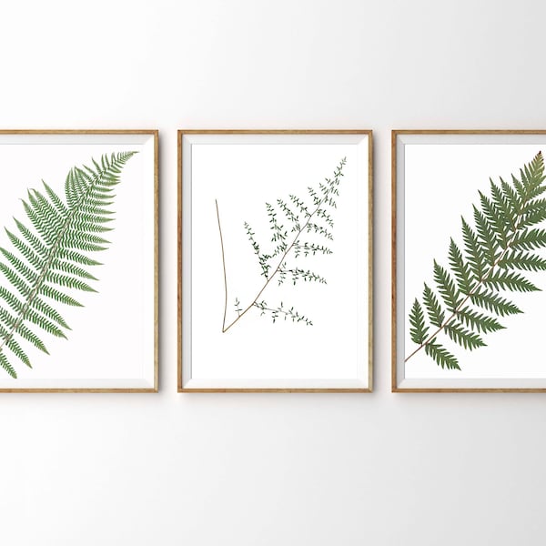 Fern Print - Etsy