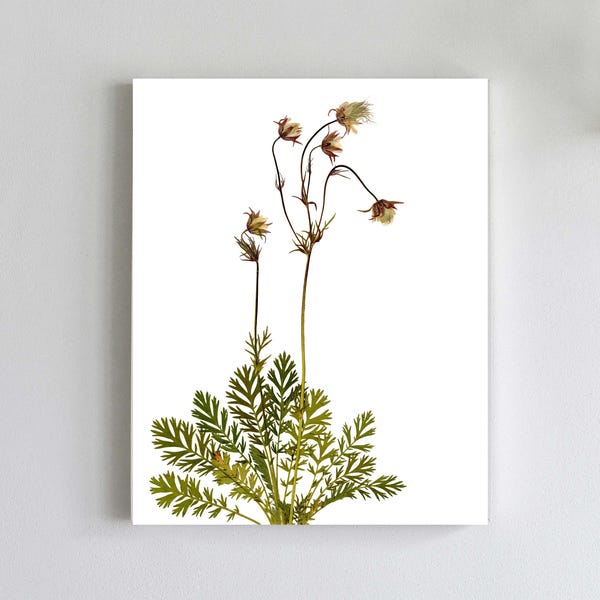 Prairie Smoke Flower - Etsy
