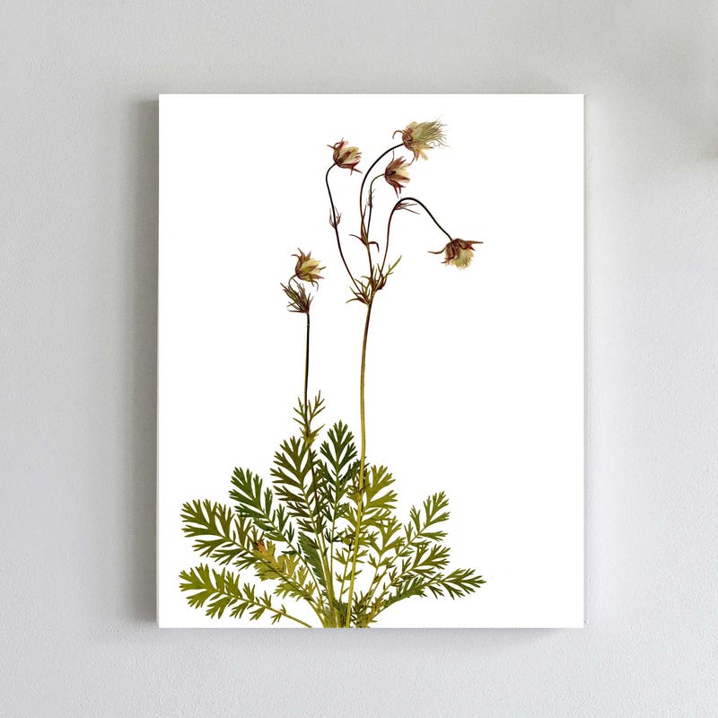 Prairie Smoke - Etsy