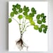 Pressed Herb Botanical Print Mint Plant With Leaves and Roots Kitchen ...