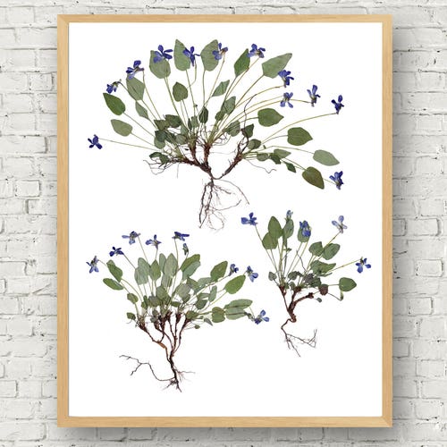 Violet Print Pressed Flowers Art Viola Botanical Print - Etsy