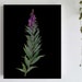 Fireweed Botanical Print Pressed Fireweed Flower With Black - Etsy