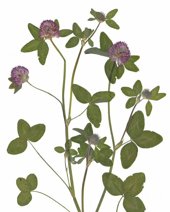 Red Clover Leaf And Flower