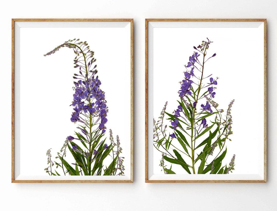 Fireweed Botanical Print Set: Montana Wildflower Art, Cotton Rag Paper ...