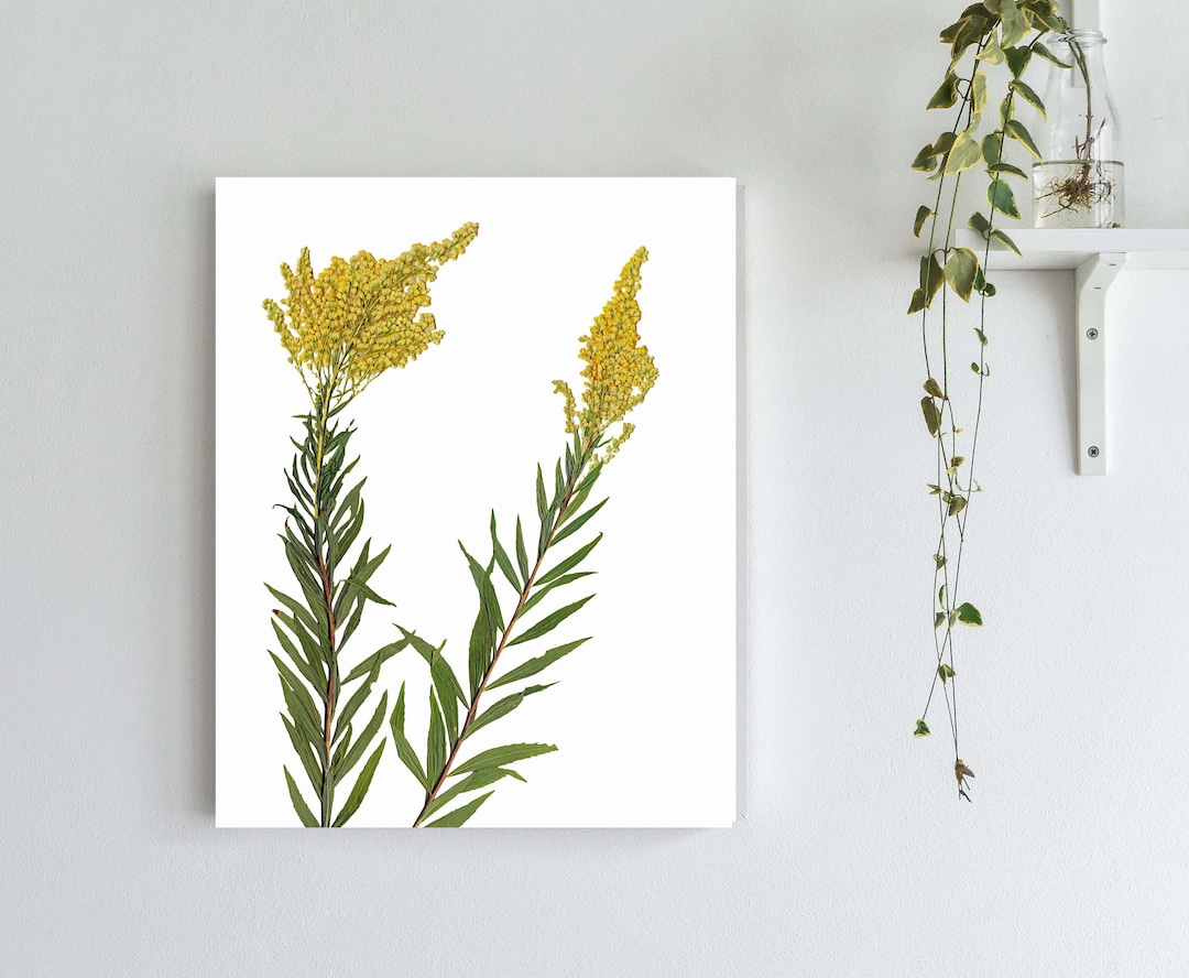 Goldenrod Art Print: Pressed Yellow Flowers, Botanical Herbarium - Etsy