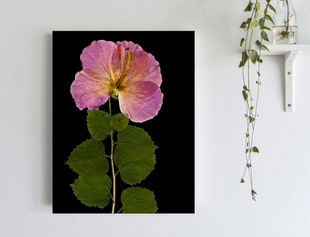 Pressed Hibiscus Flower Print: Maui Hawaii Botanical Wall Art - Etsy