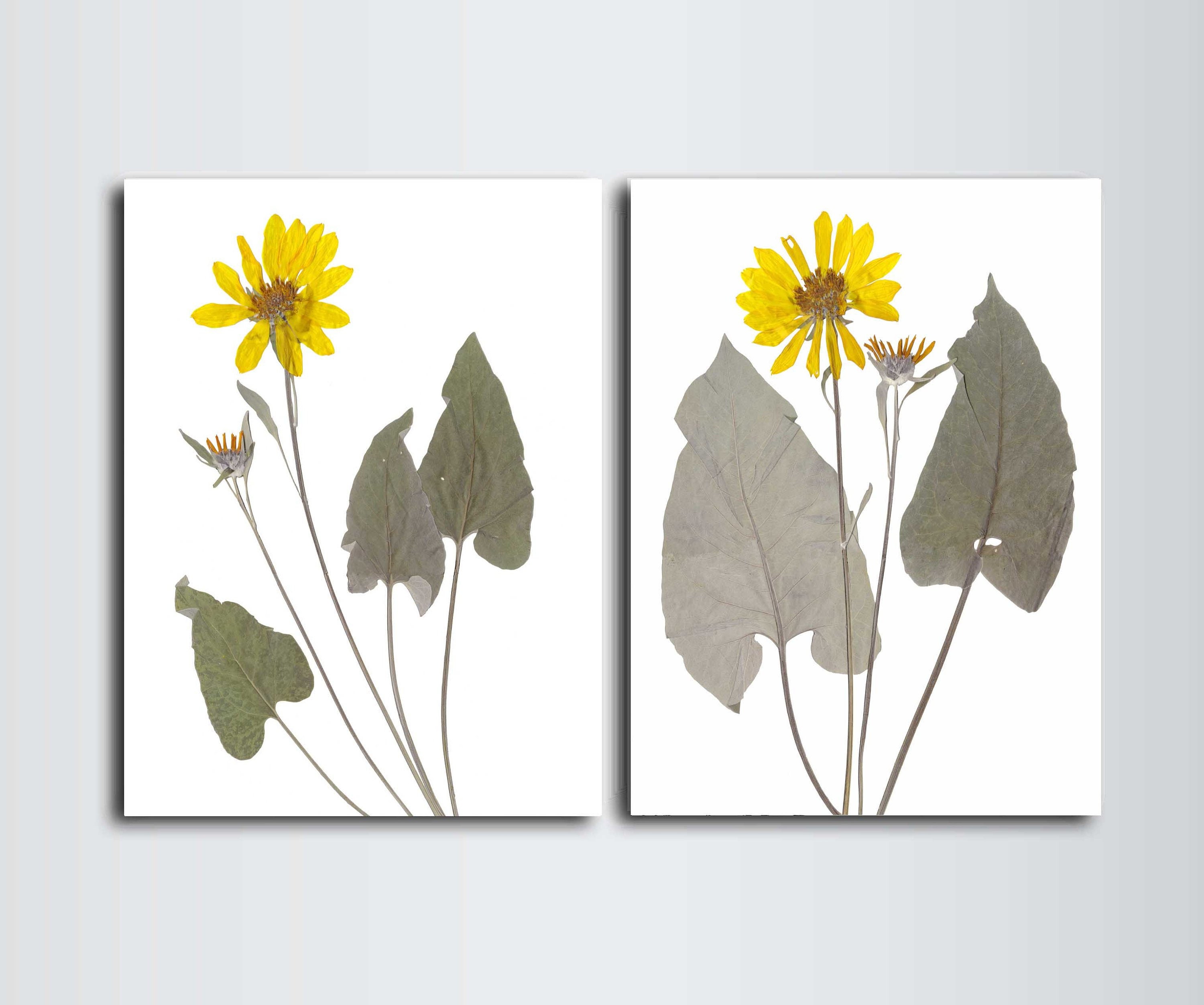 Arrowleaf Balsamroot Botanical Print Set Yellow Wildflower - Etsy