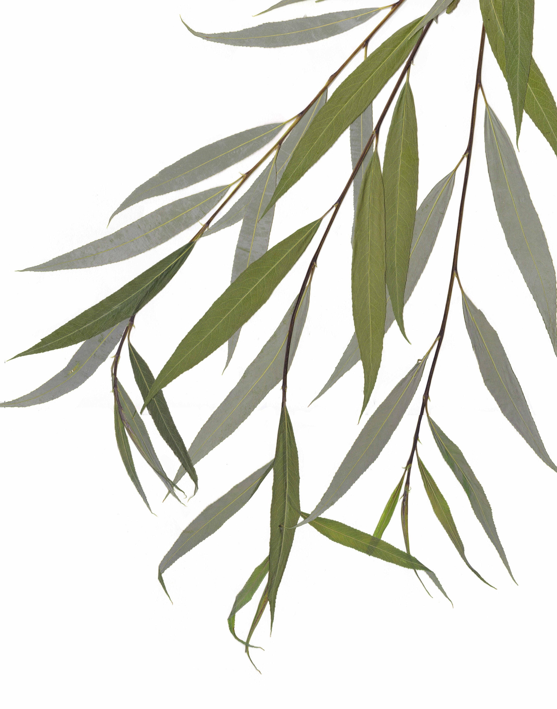 Willows Leaves