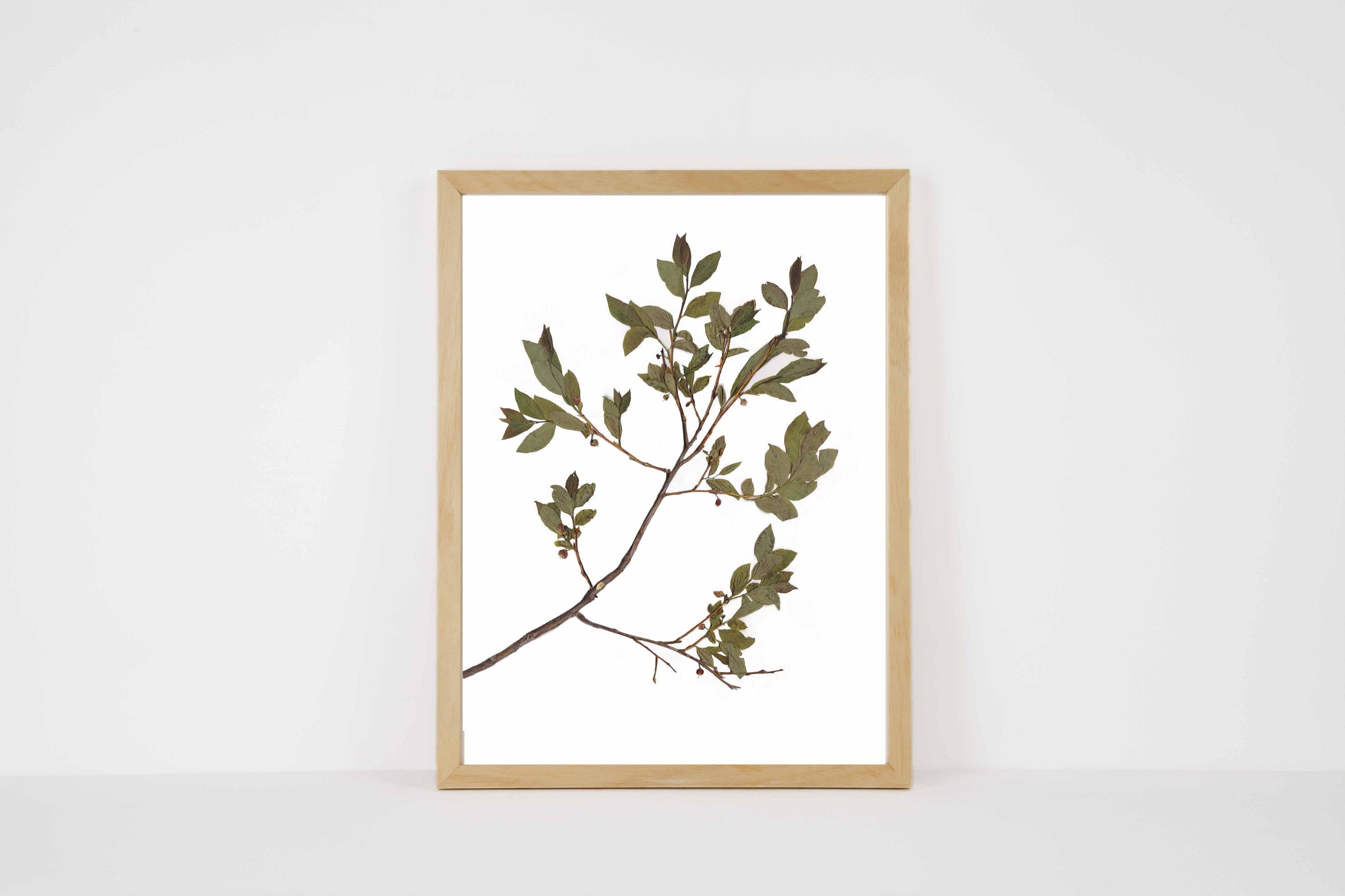 Huckleberry Botanical Print: Archival Fine Art Paper - Etsy