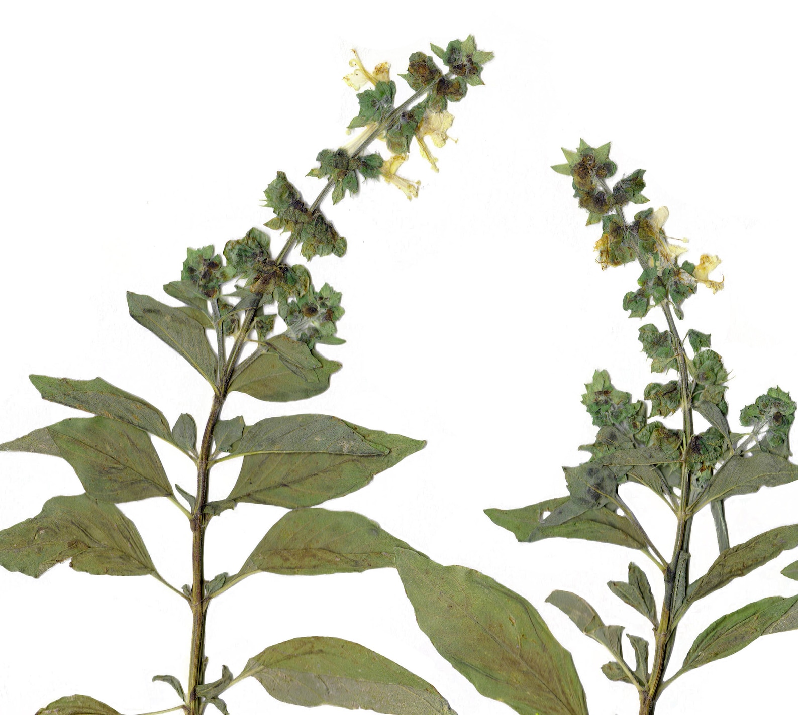 Basil Botanical Print Pressed Basil Herbs Wall Art Pressed - Etsy