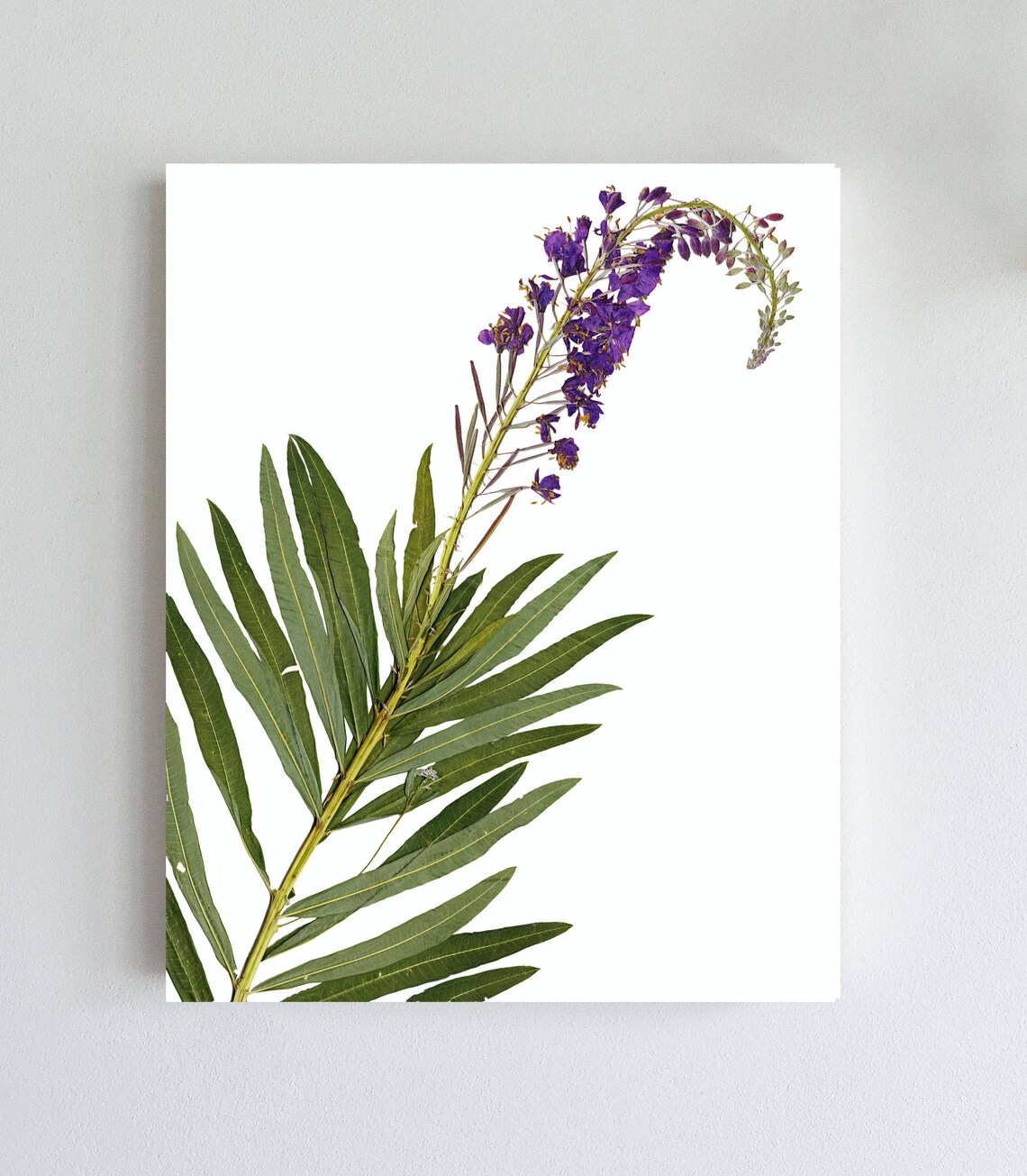 Fireweed Herbarium Art Print Pressed Flowers and Leaves - Etsy