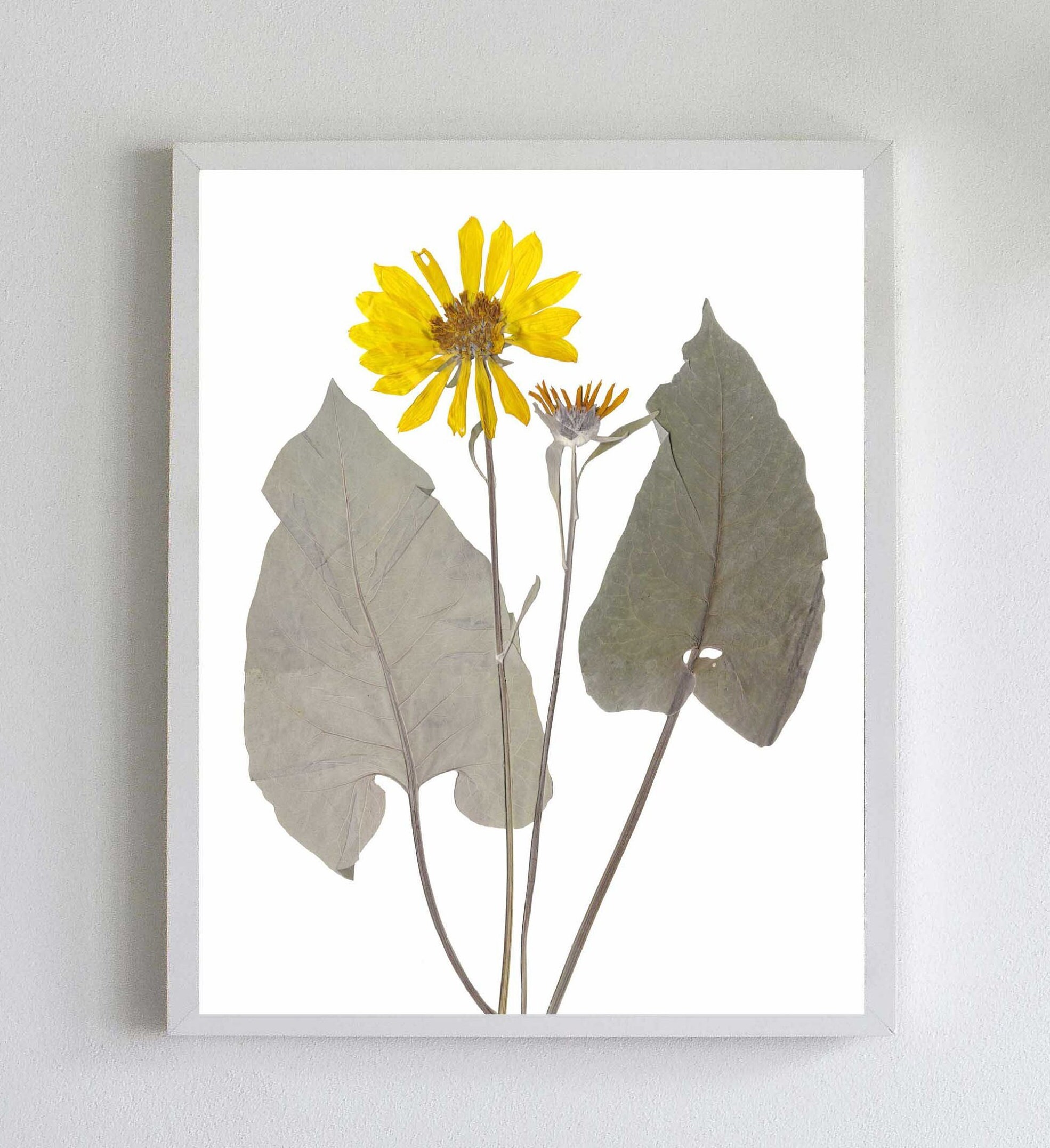 Arrowleaf Balsamroot Botanical Print Set Yellow Wildflower - Etsy