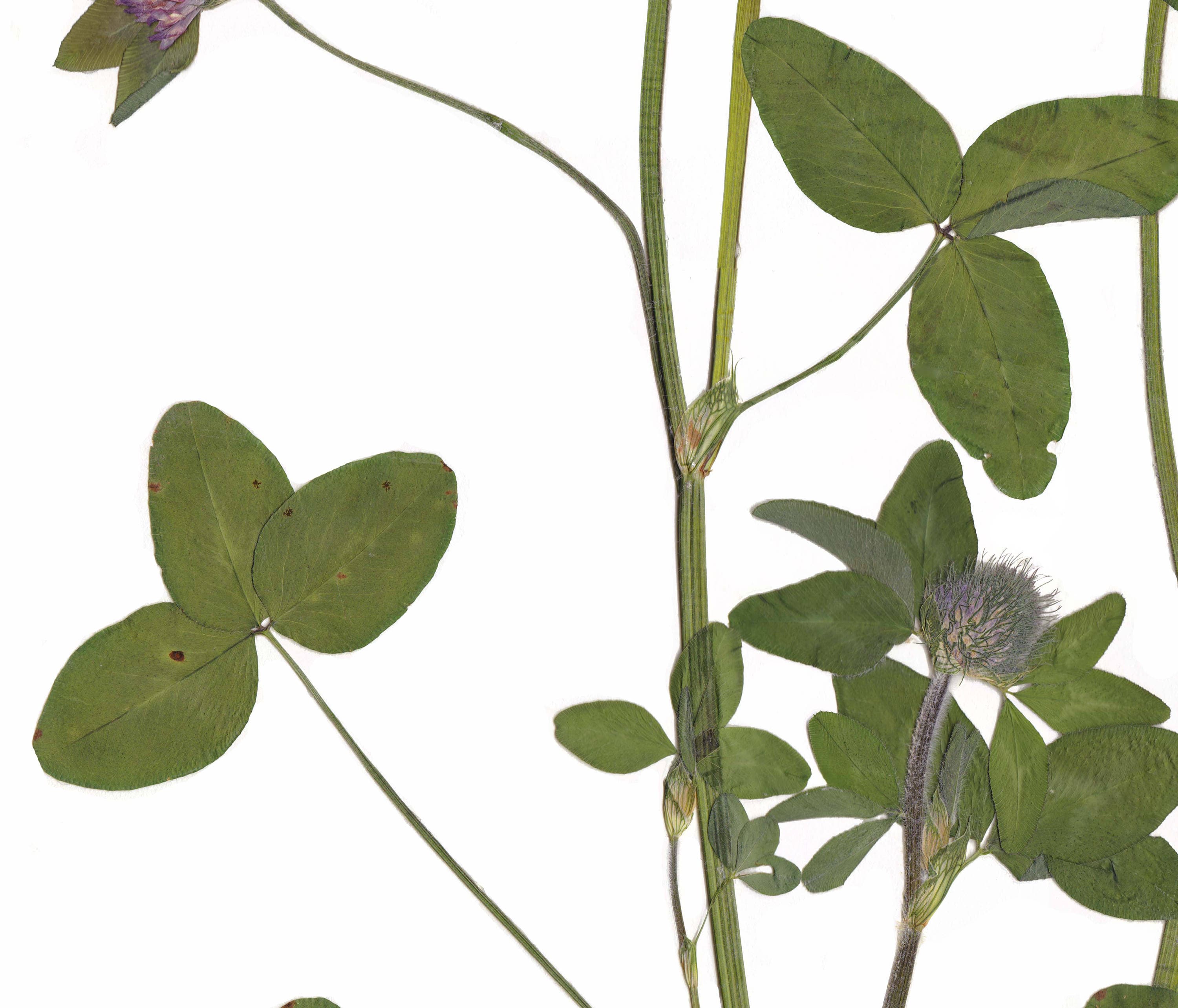 Pressed Red Clover Botanical Print Vermont State Flower - Etsy