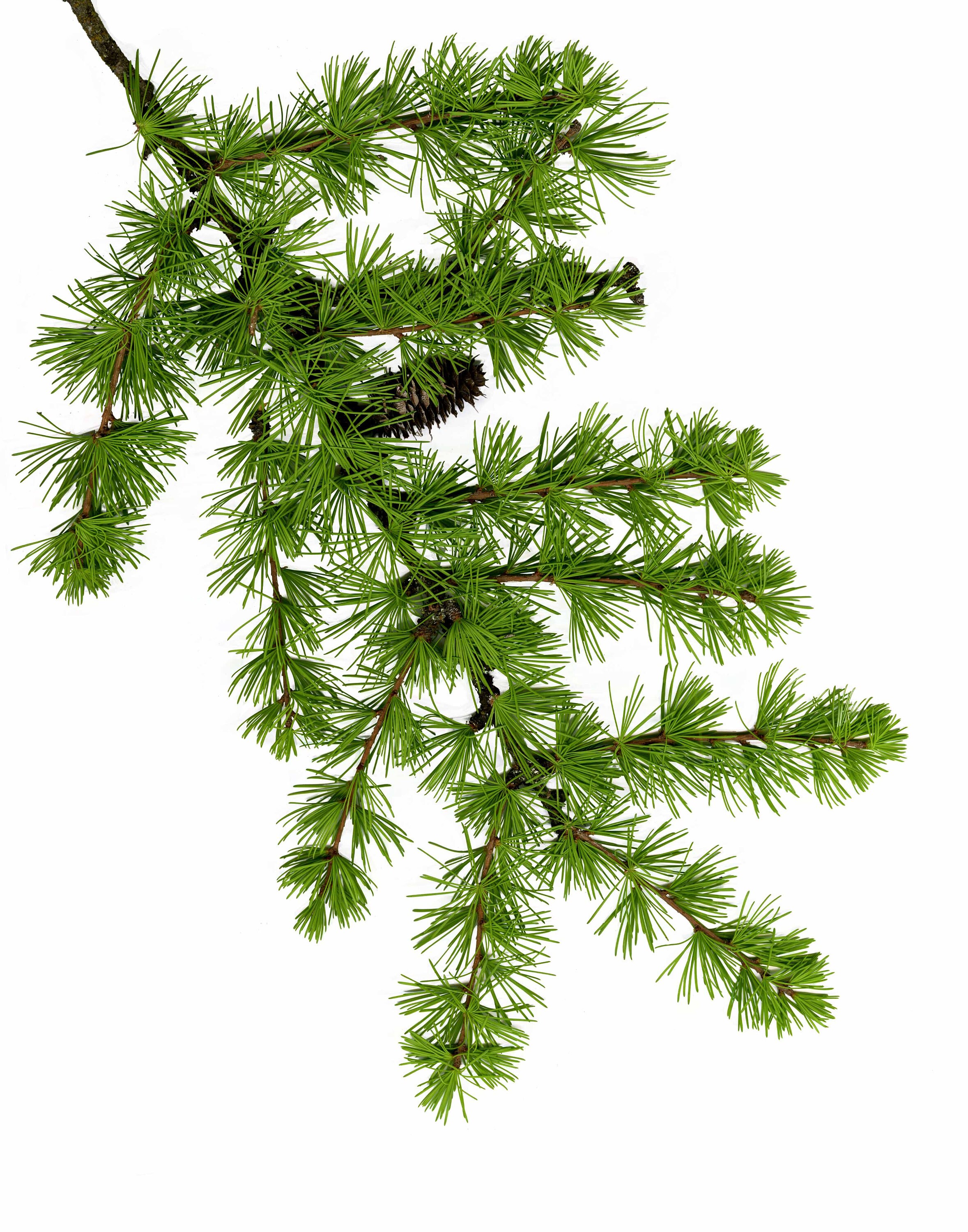 Larch Print Tree Branch Print Winter Decor Pine Tree Art - Etsy