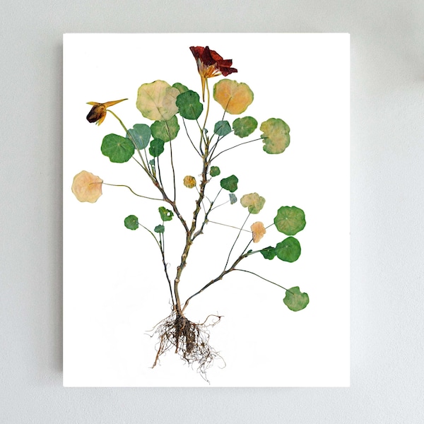 Pressed Plant Art - Etsy