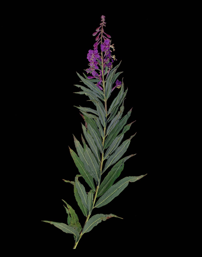 Fireweed Botanical Print Pressed Fireweed Flower With Black | Etsy