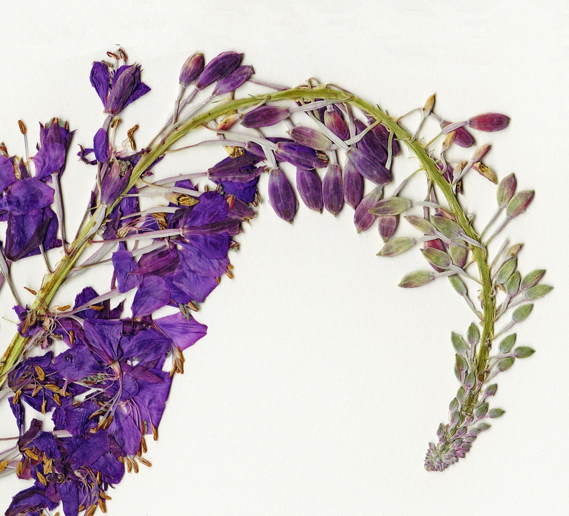 Fireweed Herbarium Art Print Pressed Flowers and Leaves - Etsy