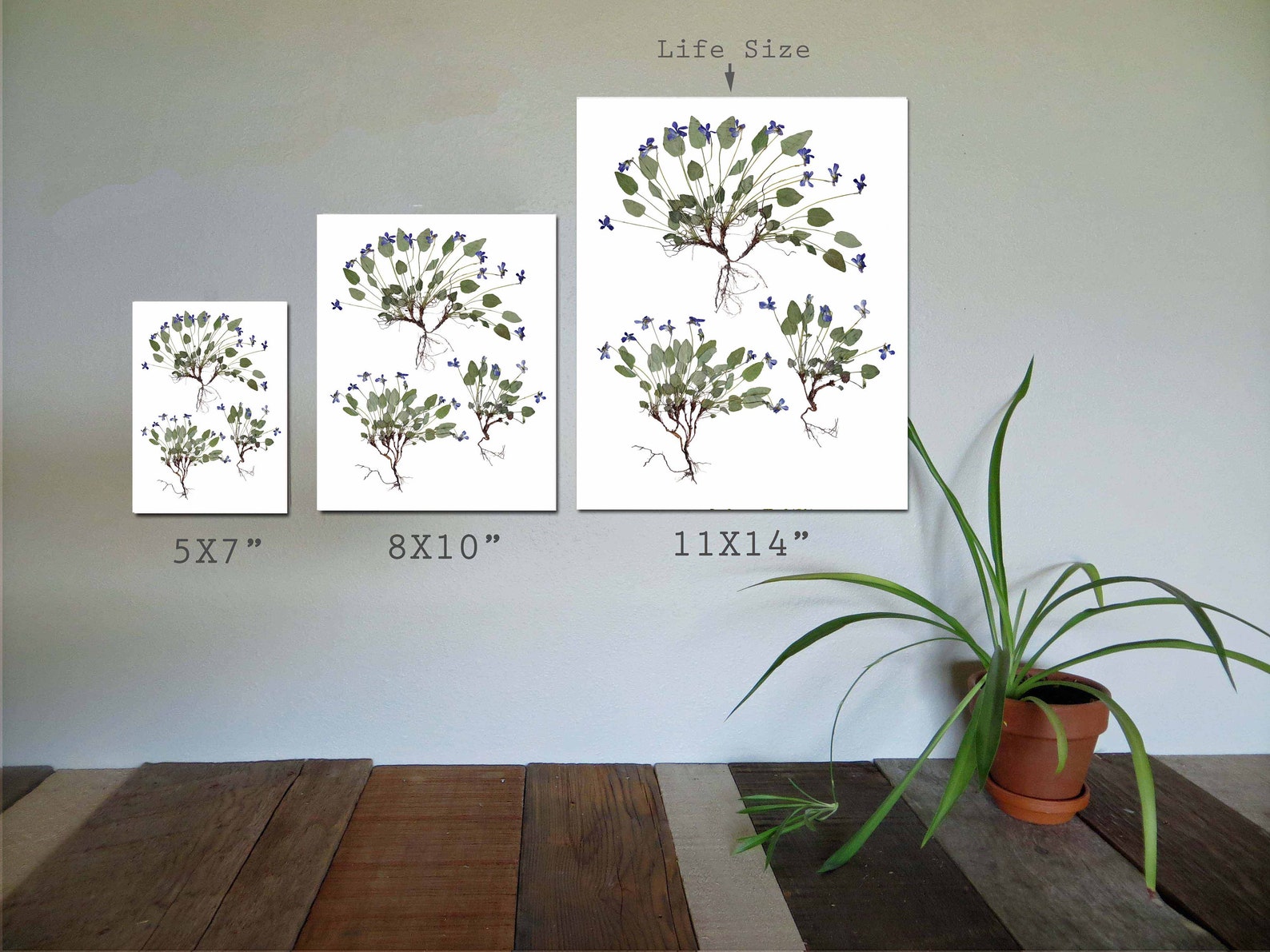 Violet Print Pressed Flowers Art Viola Botanical Print - Etsy