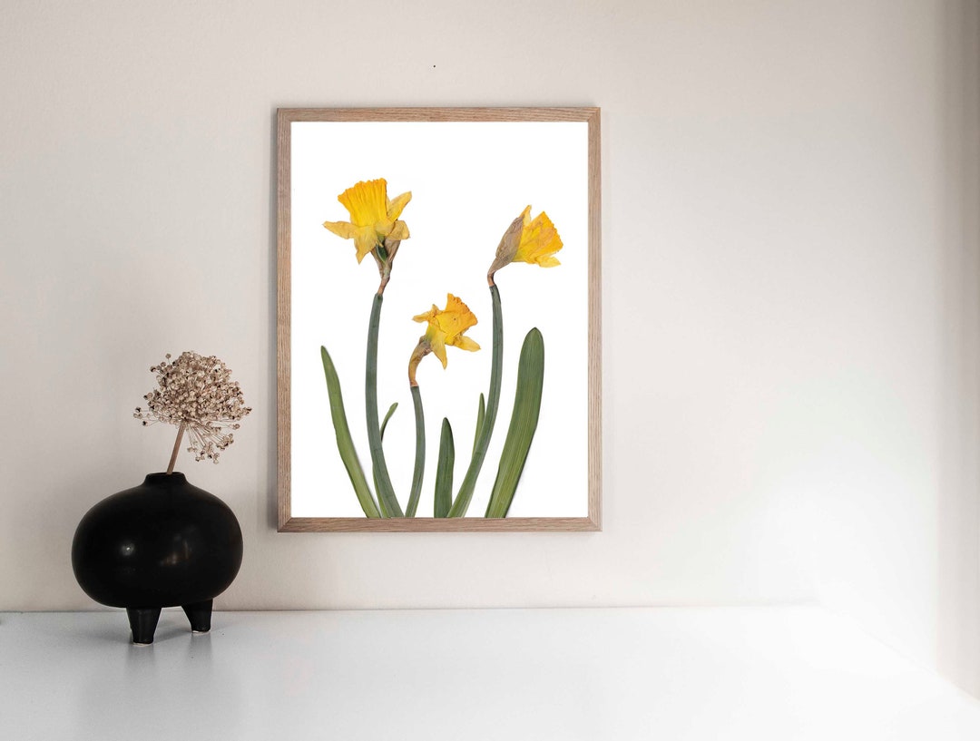 Daffodil Print: Modern Pressed Flower Herbarium Art - Etsy