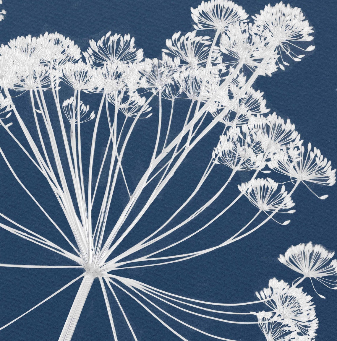 Cyanotype Print Flowers on Navy Blue Background Pressed - Etsy