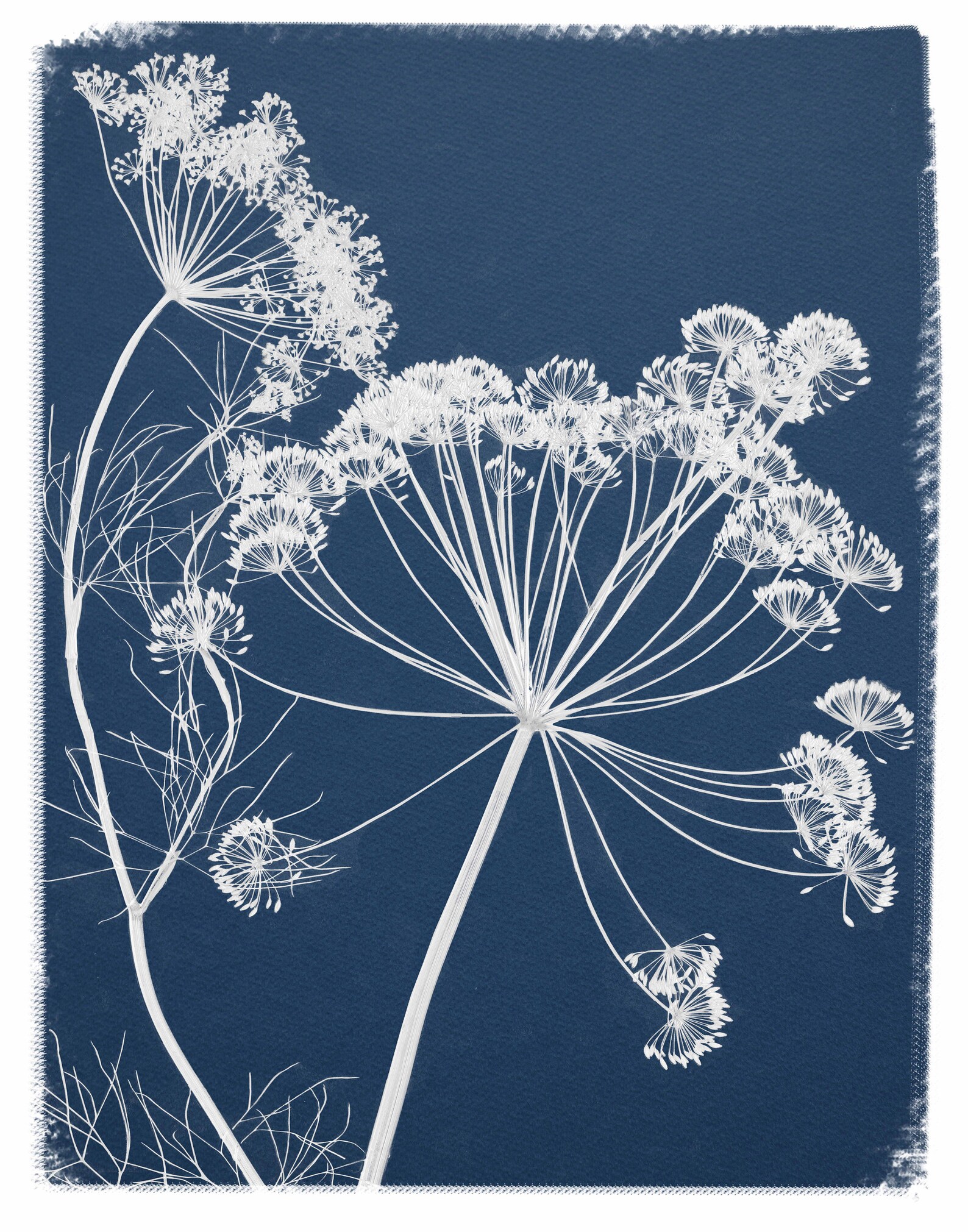 Cyanotype Print Flowers on Navy Blue Background Pressed - Etsy