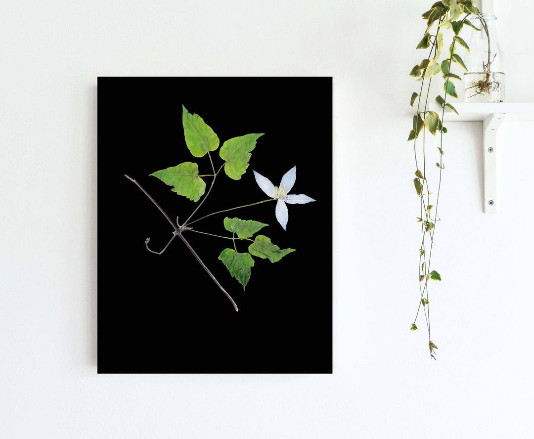 Pressed Clematis Flower Print: Botanical Wall Art, Black Background - Etsy