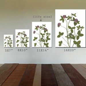 Pressed Red Clover Botanical Print - Vermont State Flower - Giclee ...