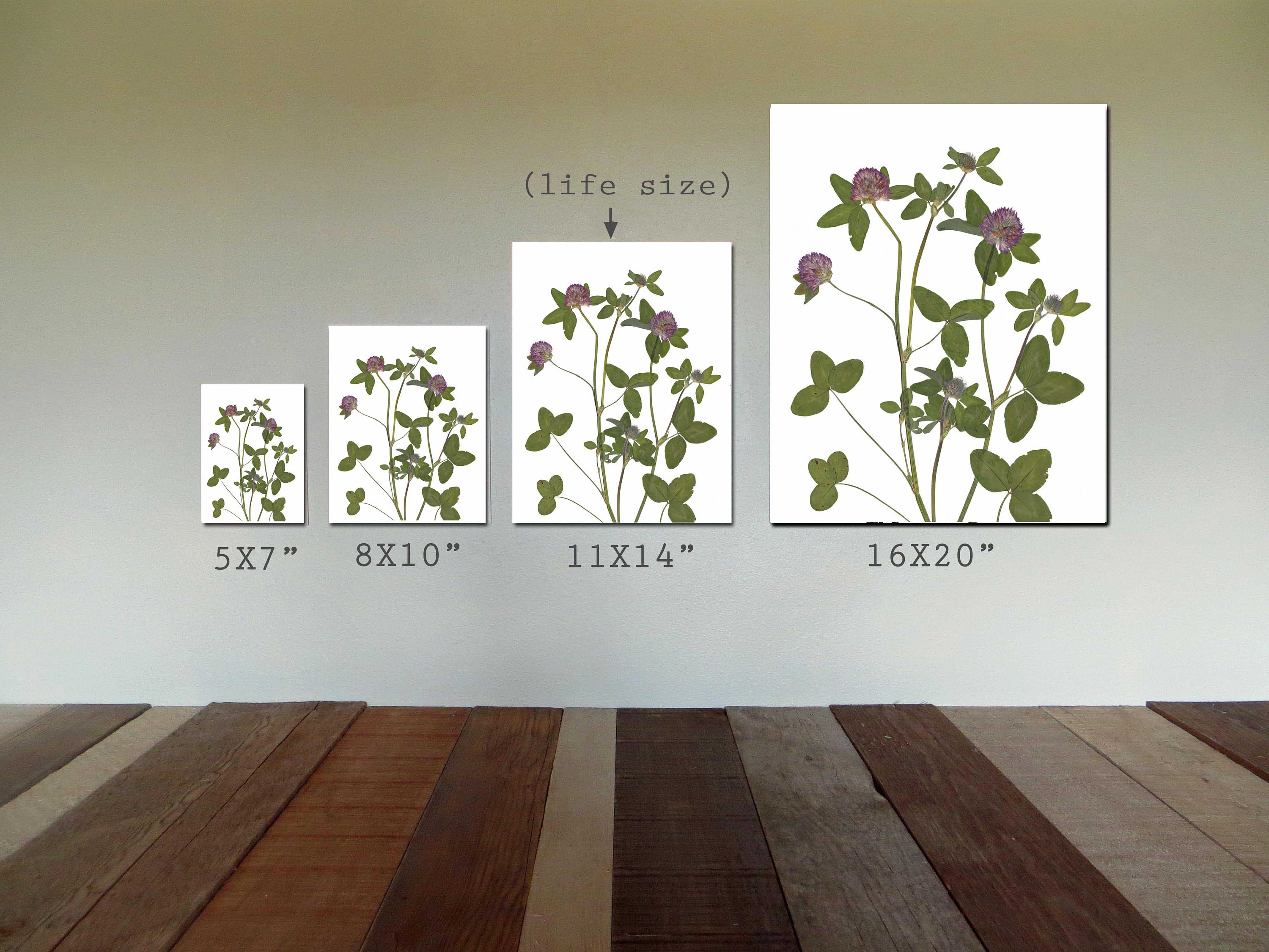 Pressed Red Clover Botanical Print Vermont State Flower - Etsy