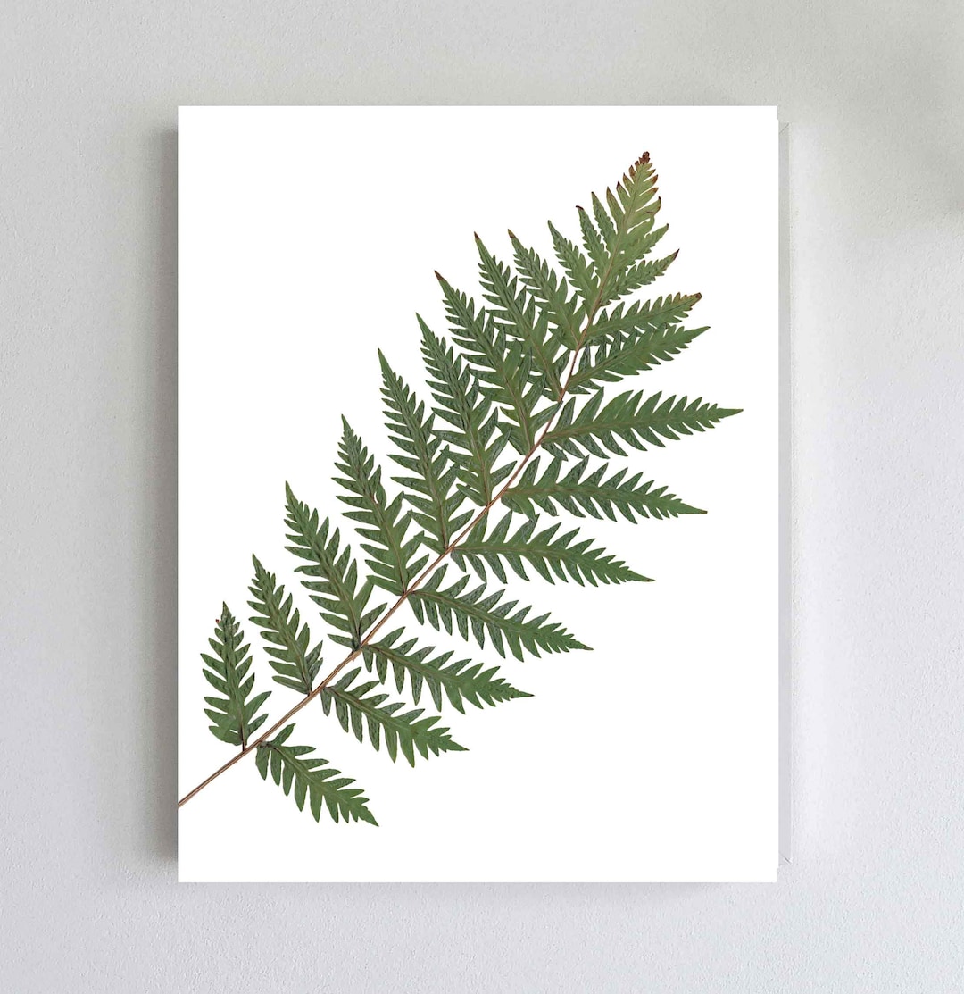 Pressed Fern Print: California Giant Chain Fern Botanical Art - Etsy