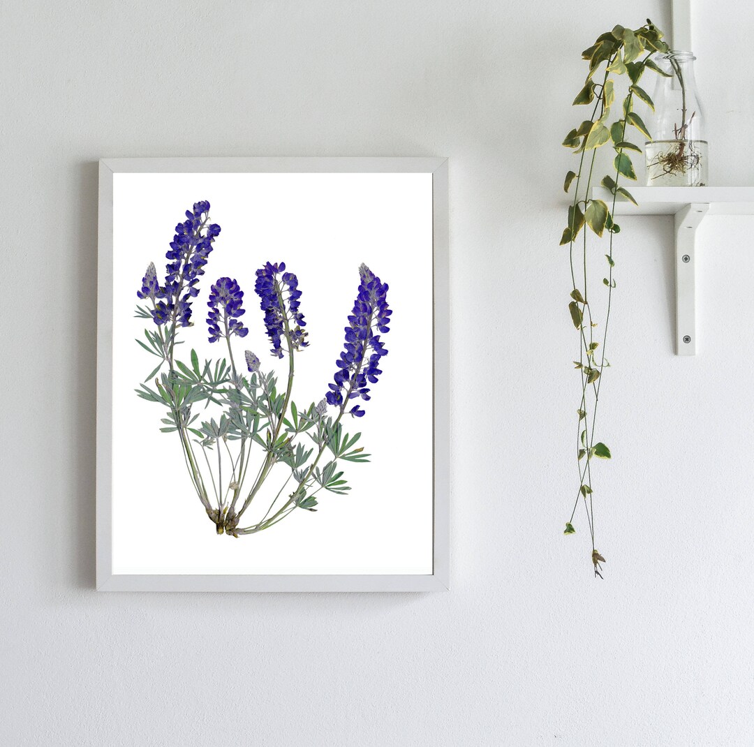 Pressed Bluebonnet Flower Print: Modern Herbarium Art - Etsy