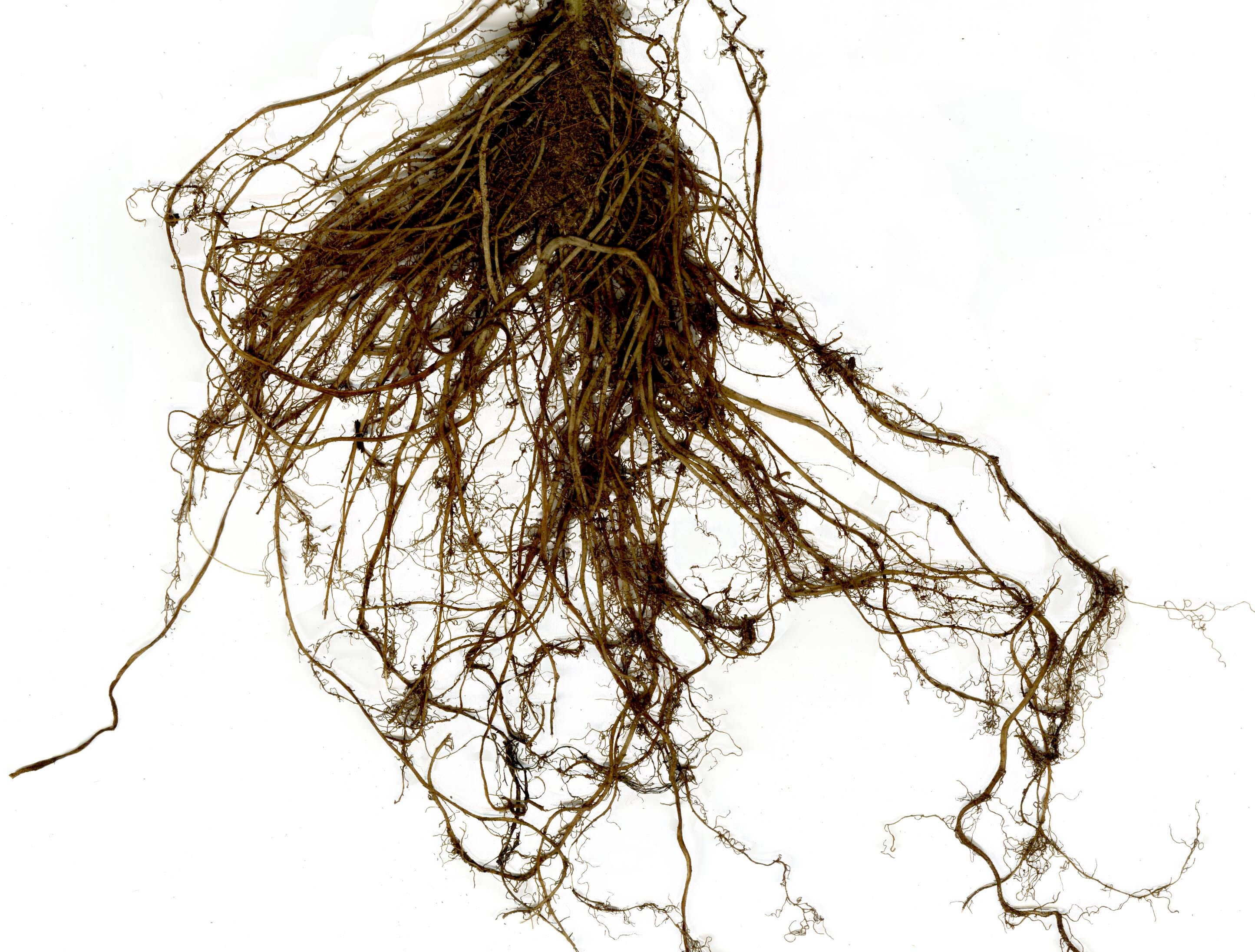 Pressed Herb Botanical Print Mint Plant with Leaves and | Etsy