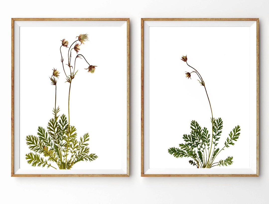 Prairie Smoke Flower Print Set: Botanical Wildflower Art - Etsy