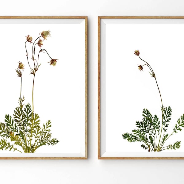 Prairie Smoke Flower - Etsy