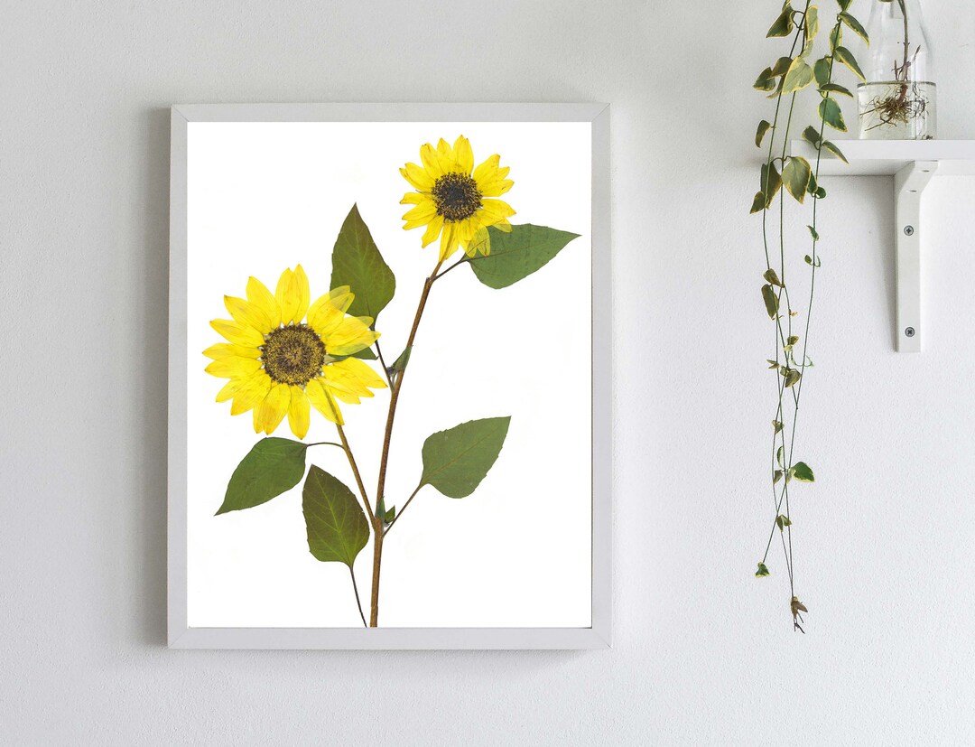 Pressed Sunflower Botanical Print, Sunflower Decor, Sunflower Gift ...