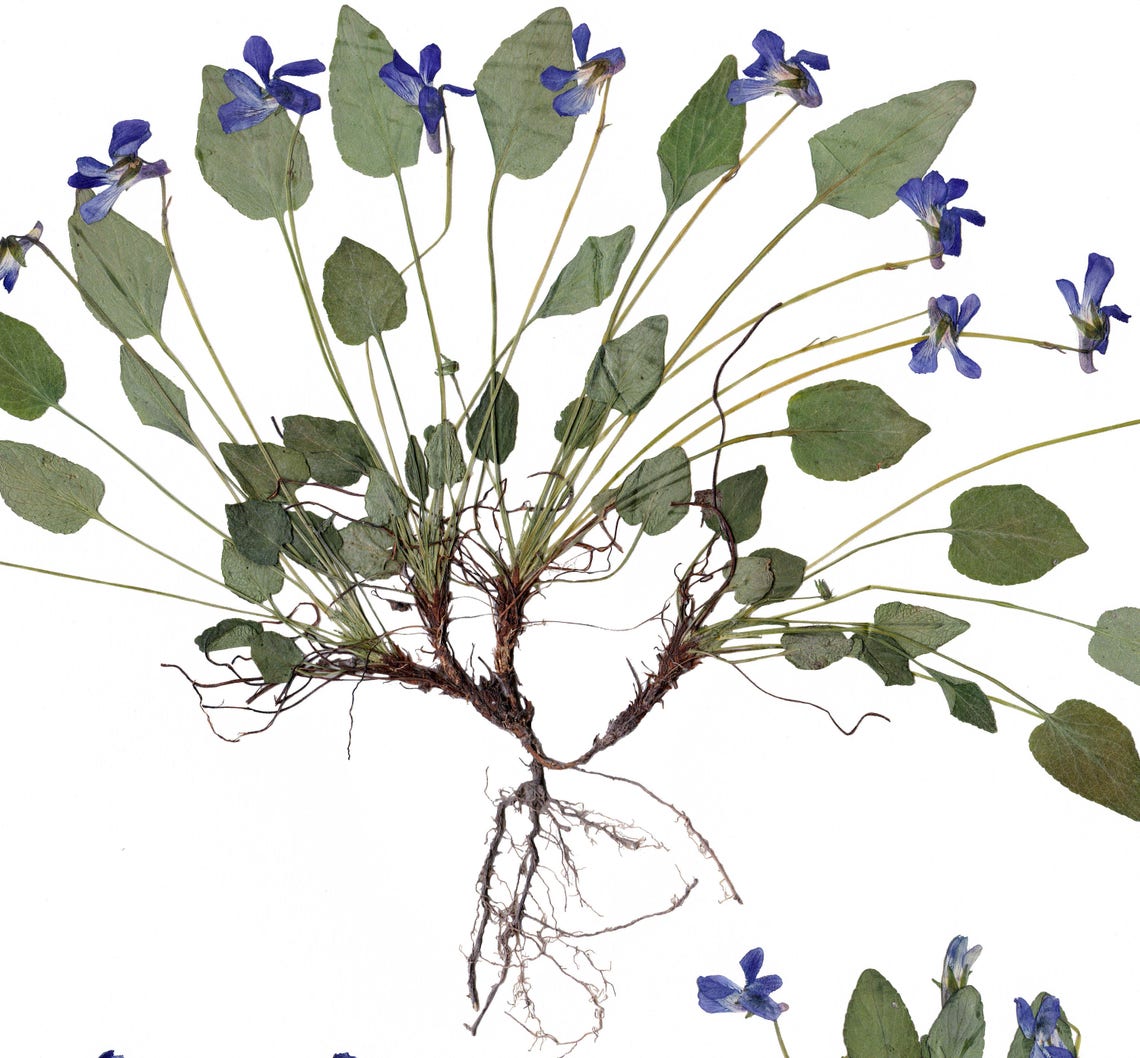 Violet Print Pressed Flowers Art Viola Botanical Print - Etsy
