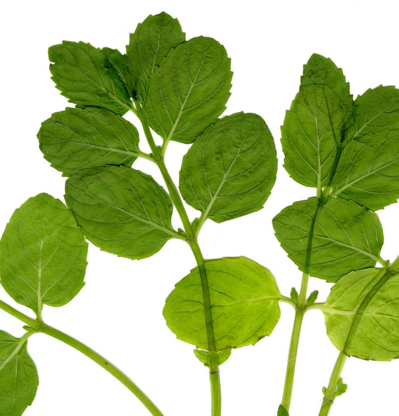 Pressed Herb Botanical Print Mint Plant With Leaves and - Etsy
