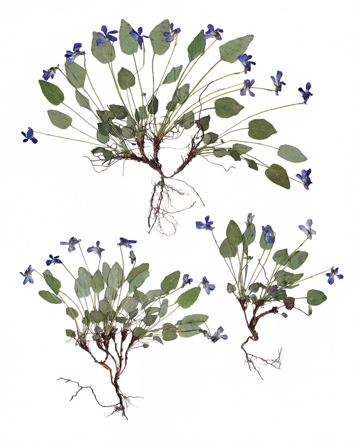 Violet Print Pressed Flowers Art Viola Botanical Print - Etsy