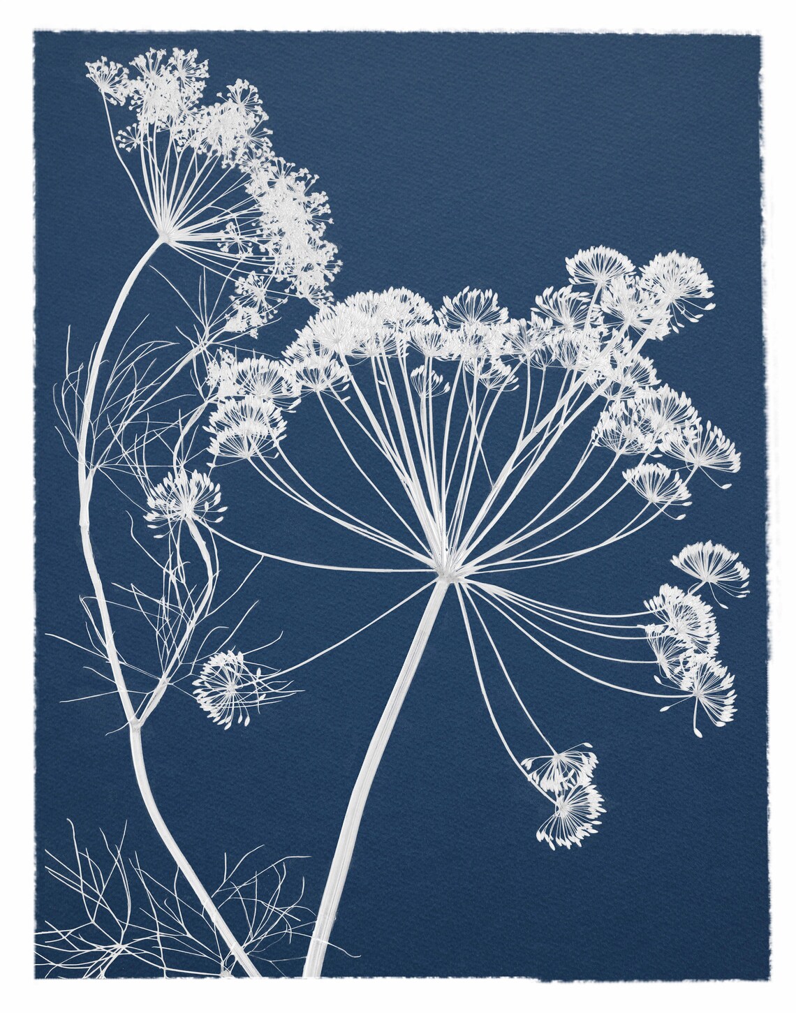Cyanotype Print Flowers on Navy Blue Background Pressed - Etsy