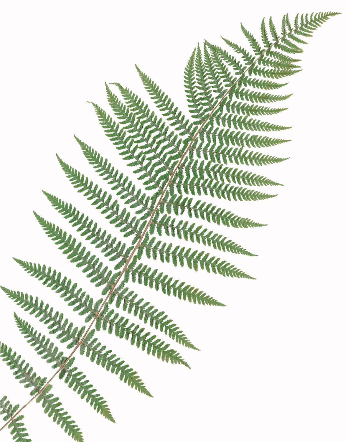 Lady Fern Print Pressed Fern Botanical Artwork Herbarium - Etsy