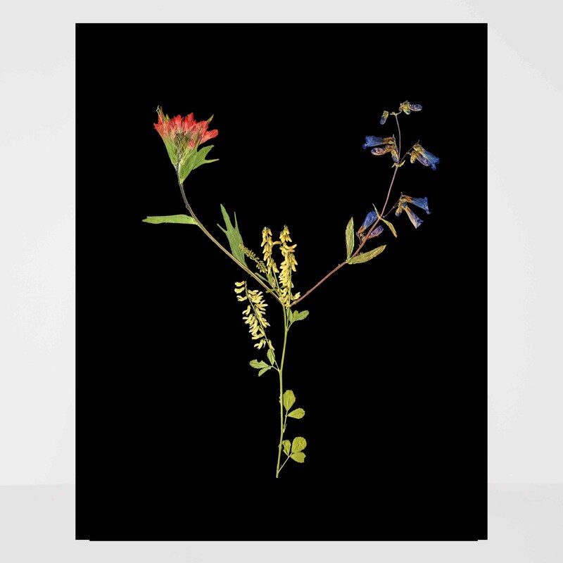 LittleGreenHerbaria - Etsy
