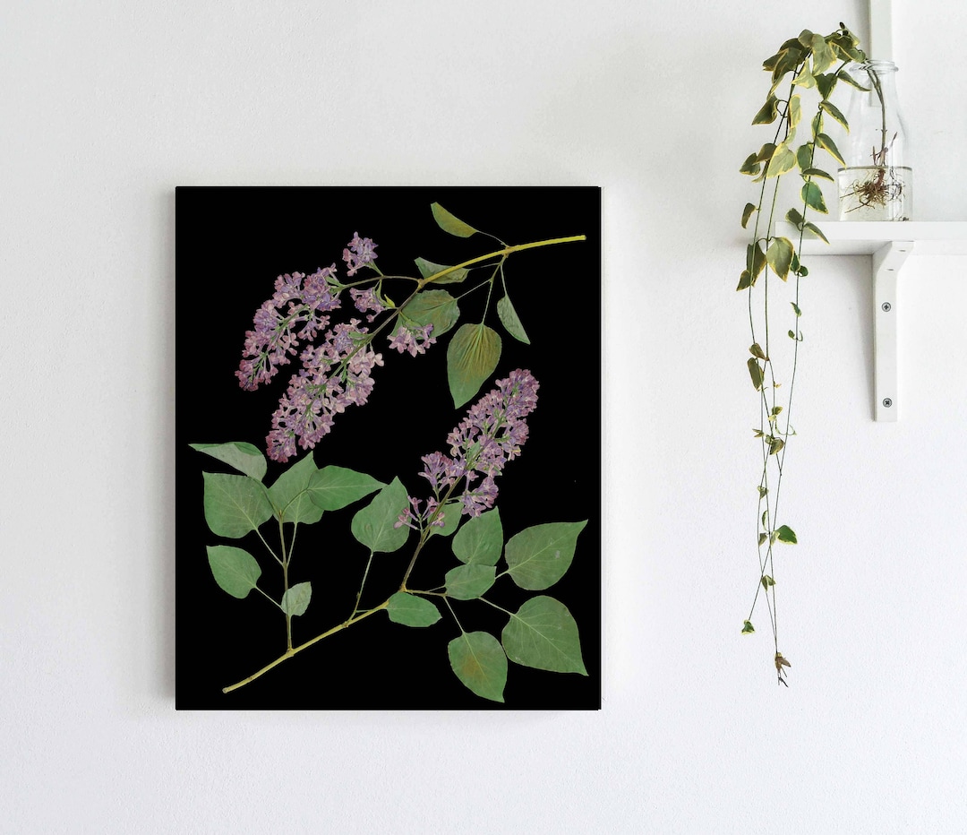 Lilac Botanical Print: Pressed Flower Art on Black - Etsy